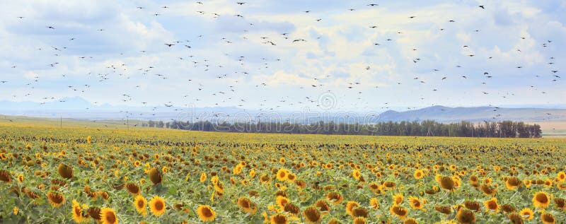 Rooks on field stock photo. Image of grain, birds, elbowrooms - 38374464