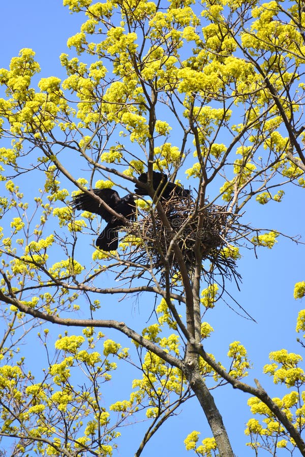 Rooks Twist a Nest on Branches of the Blossoming Maple Stock Image ...