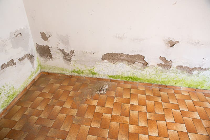 Room with Algae Infestation Due To Moisture in the Basement Stock Image ...