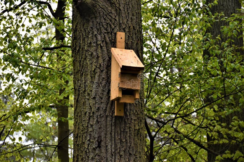 Bird Nesting Box in the Forest Stock Photo - Image of bird, eggs: 191503654