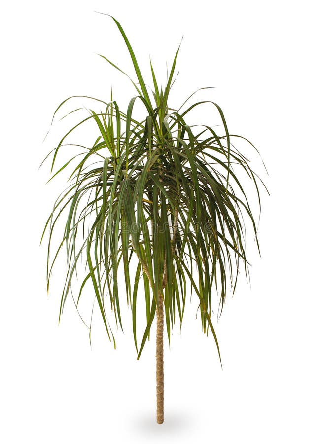 394 Dracaena Draco Flower Stock Photos - Free & Royalty-Free Stock ...