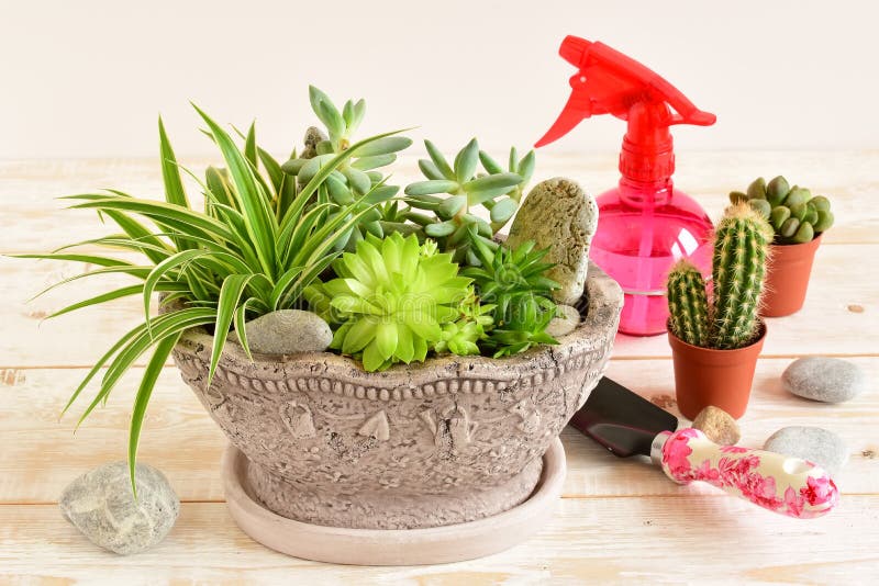 Room flowers in pot stock image. Image of nature, flower - 73114051