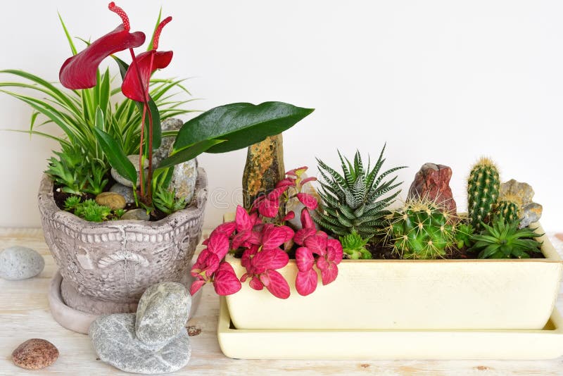 Room flowers in a pot stock image. Image of decorative - 77596813