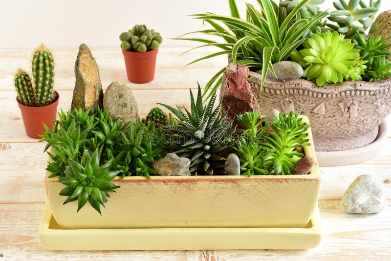 Room flowers in pot stock photo. Image of ornamental - 73114068