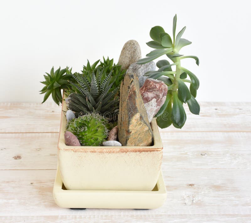 Room flowers in a pot stock image. Image of colored, decor - 73114149