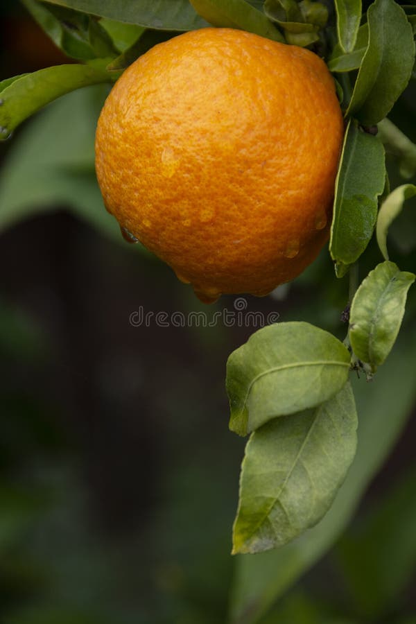 Orange Ripening on Tree with Raindrops in Moroccan Garden Stock Image ...