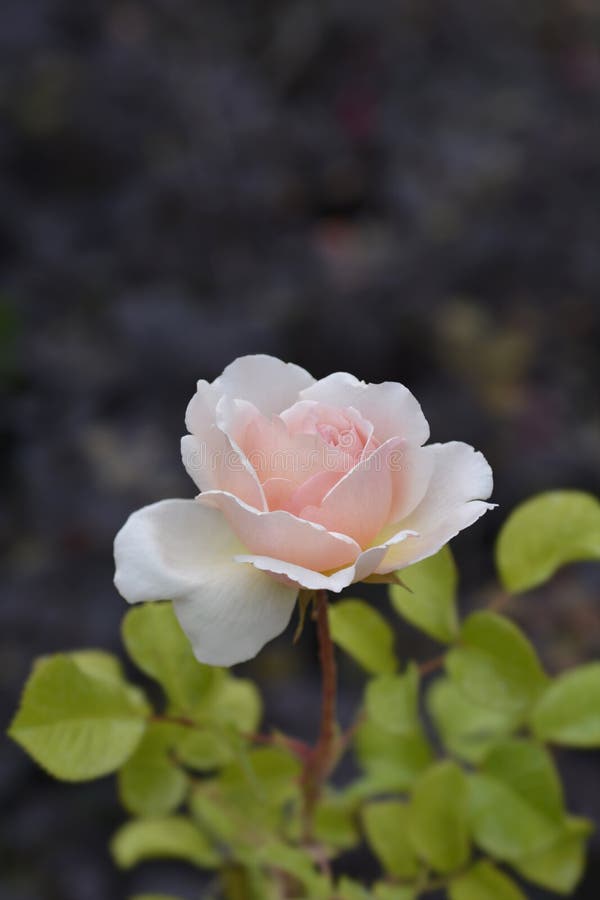 Roos Princesse Charlene De Monaco Stock Foto - Image of groen ...