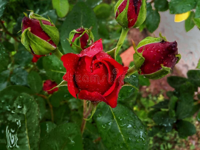 Roose stock image. Image of village, natural, rose, roose - 164316127