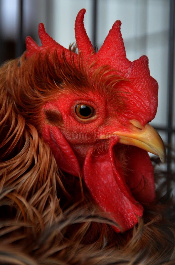 Rooser close up stock image. Image of brown, play, cockerel - 83769221