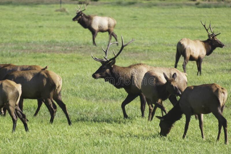 A Roosevelt Elk Buck Walking among the Herd Stock Image - Image of ...