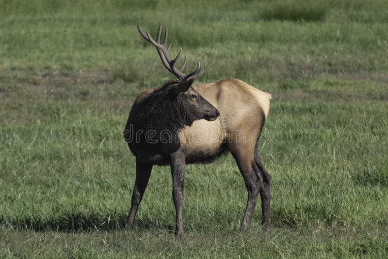 A Roosevelt Elk Buck Walking among the Herd Stock Photo - Image of ...