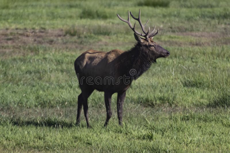 A Roosevelt Elk Buck Walking among the Herd Stock Image - Image of ...