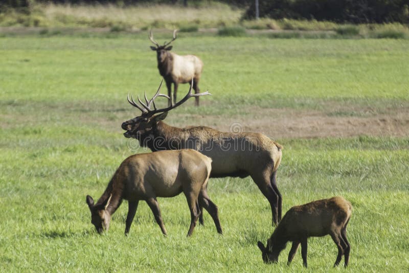 A Roosevelt Elk Buck Walking among the Herd Stock Photo - Image of trip ...