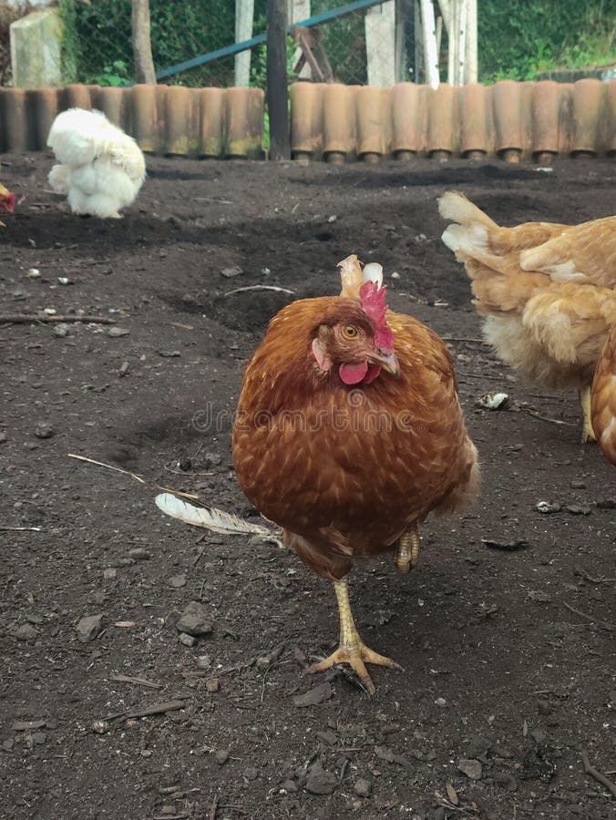 A rooster on the ground stock image. Image of waterbird - 381616279