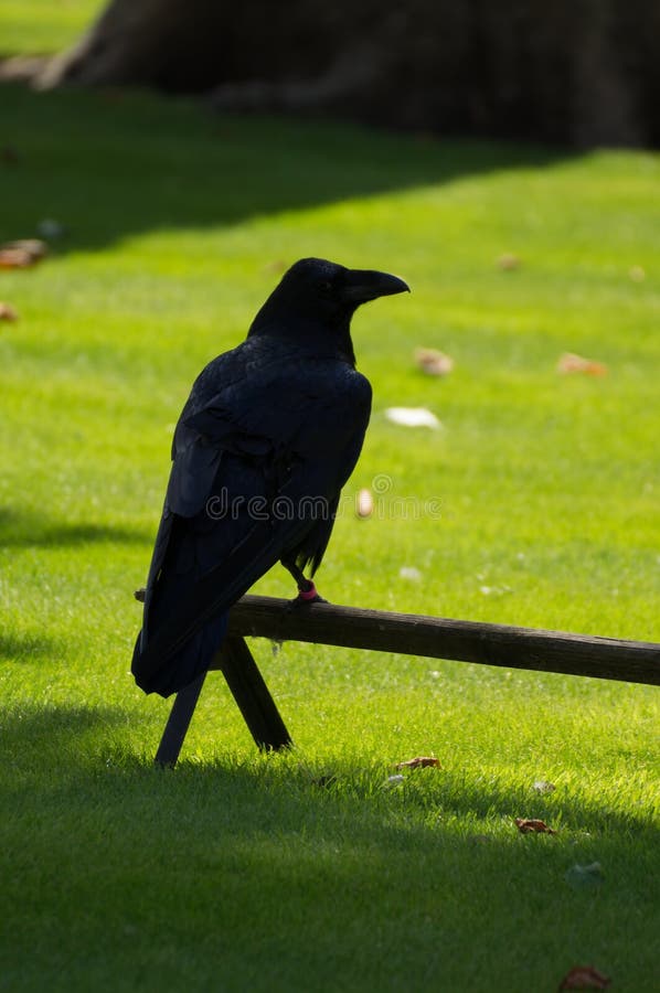 A roosted raven stock image. Image of britain, grass - 79327217