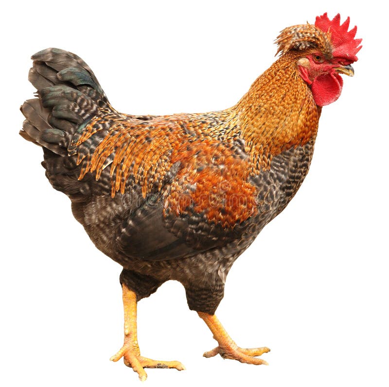 76,123 Rooster Stock Photos - Free & Royalty-Free Stock Photos from ...