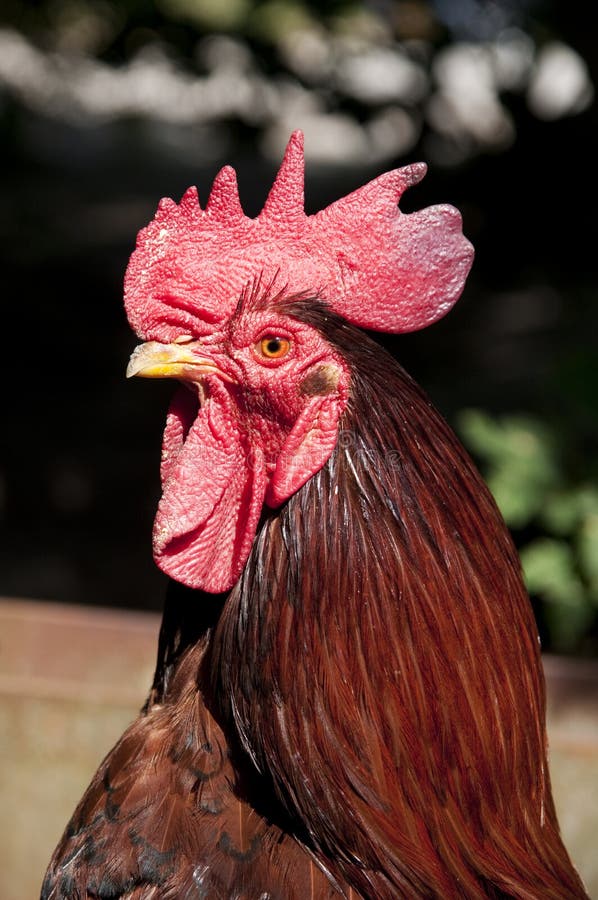 The cocky rooster stock photo. Image of animals, architecture - 105545932