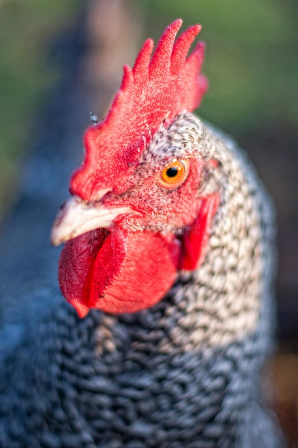 Rooster stock image. Image of farm, colourful, magnificant - 12146405