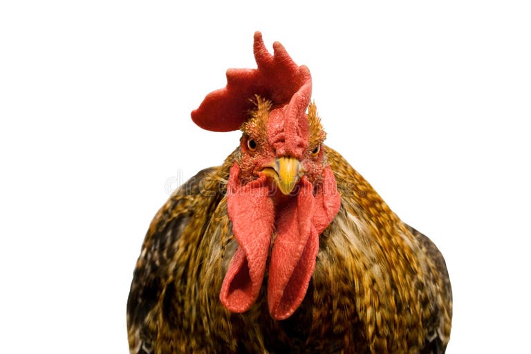 765 Angry Rooster Stock Photos - Free & Royalty-Free Stock Photos from ...