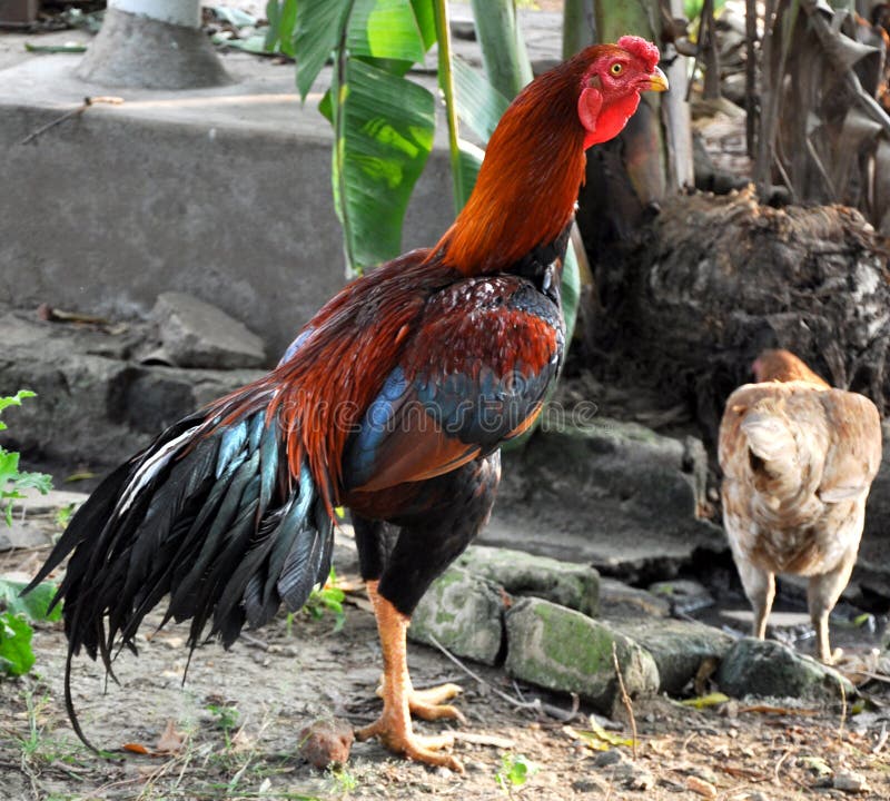 Rooster stock image. Image of farm, male, country, bird - 12636231