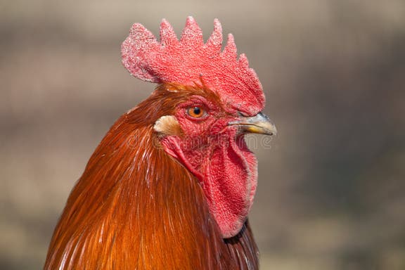 498 Fat Rooster Stock Photos - Free & Royalty-Free Stock Photos from ...