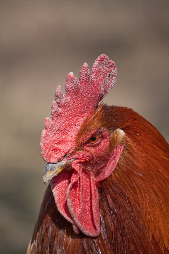 498 Fat Rooster Stock Photos - Free & Royalty-Free Stock Photos from ...