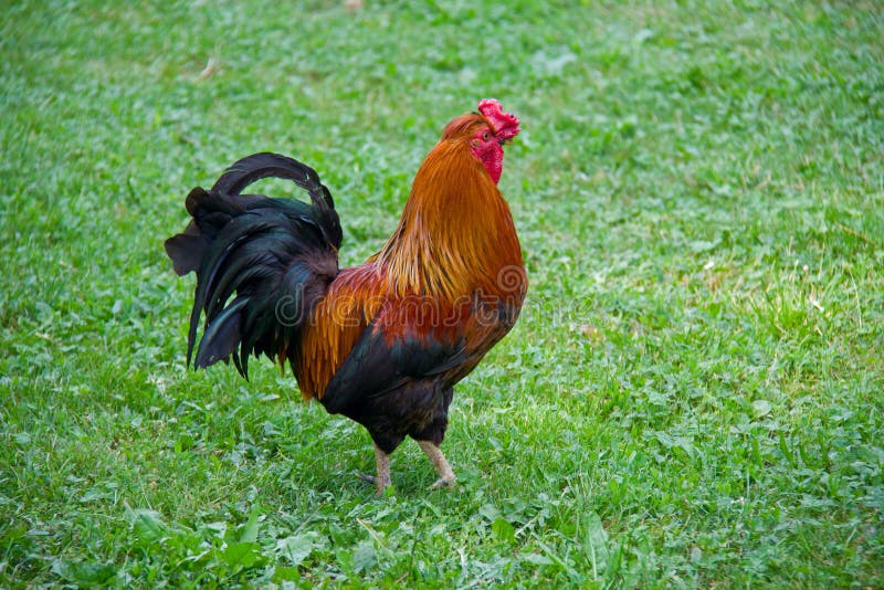 Rooster stock image. Image of chicken, roam, laying, poultry - 14906911