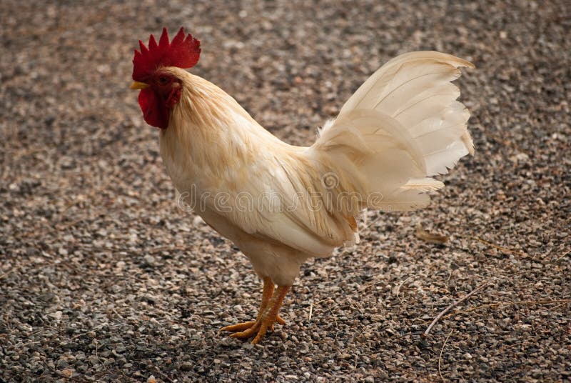 Rooster Free Stock Photos & Pictures, Rooster Royalty-Free and Public ...