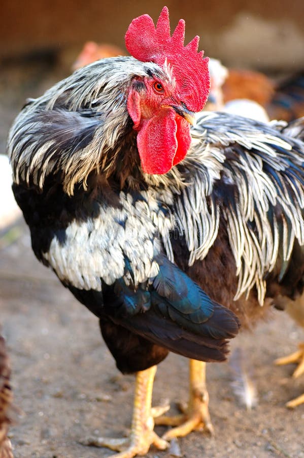Cockerel stock photo. Image of cockrels, cockrel, animals - 1446066