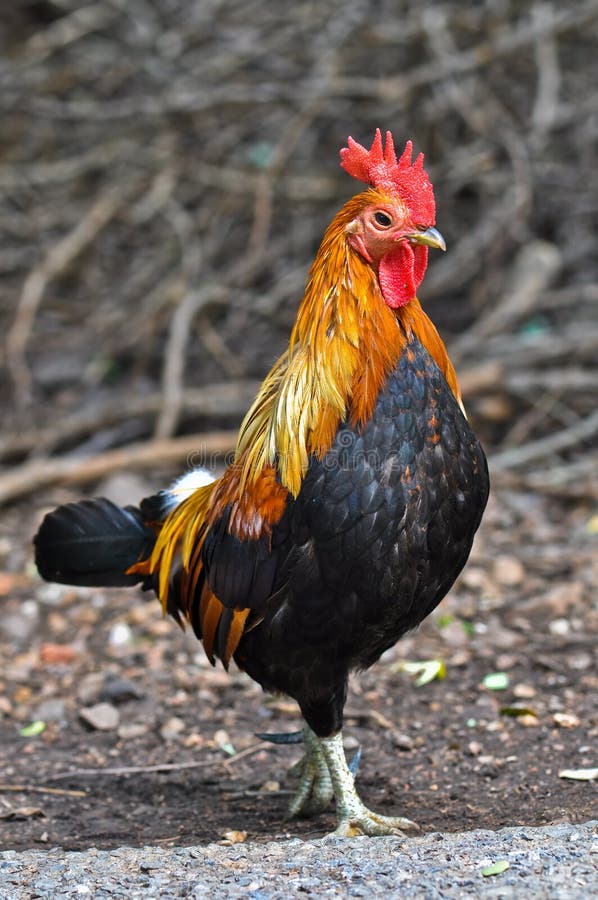 Rooster stock photo. Image of beautiful, animal, profile - 32274206
