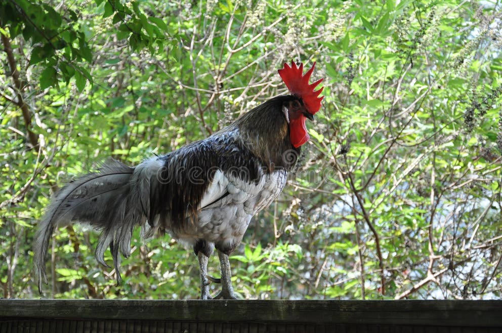 Rooster stock photo. Image of horizontal, rooster, farming - 16071486