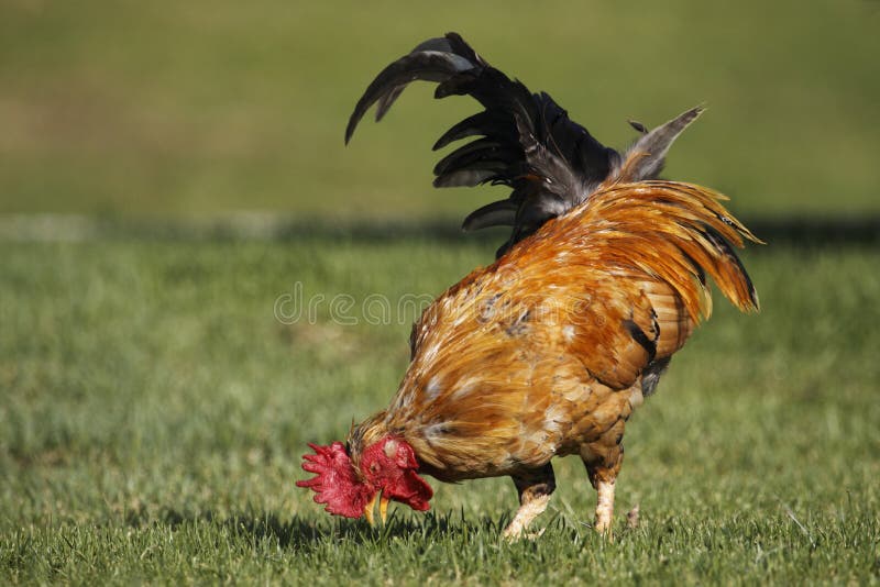 Rooster Stock Photos - Download 44,353 Royalty Free Photos