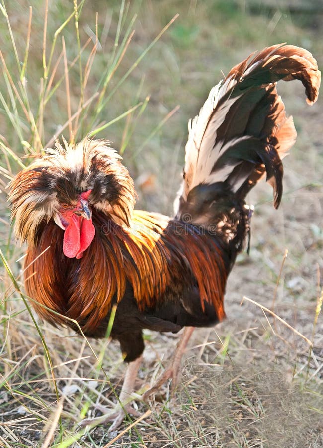 King of the Farm stock photo. Image of family, farm, rooster - 54567312