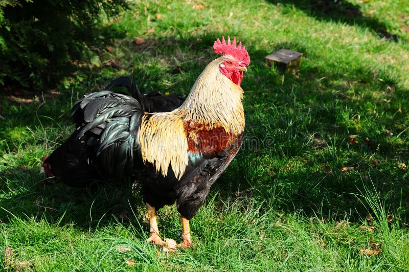 Small Western Grey Kangaroos Stock Image - Image of wild, small: 14671785
