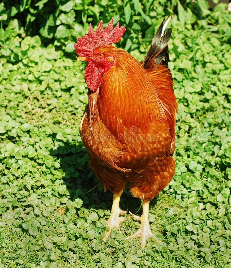 2,981 Big Rooster Stock Photos - Free & Royalty-Free Stock Photos from ...