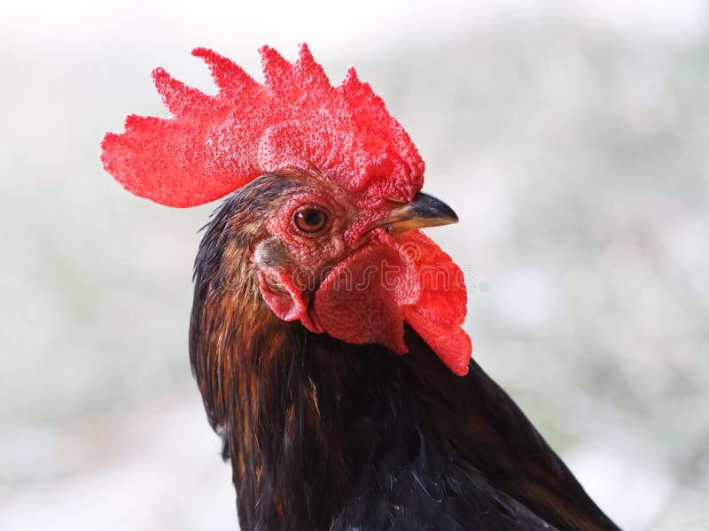 A rooster stock photo. Image of neck, male, rooster, farm - 20986506