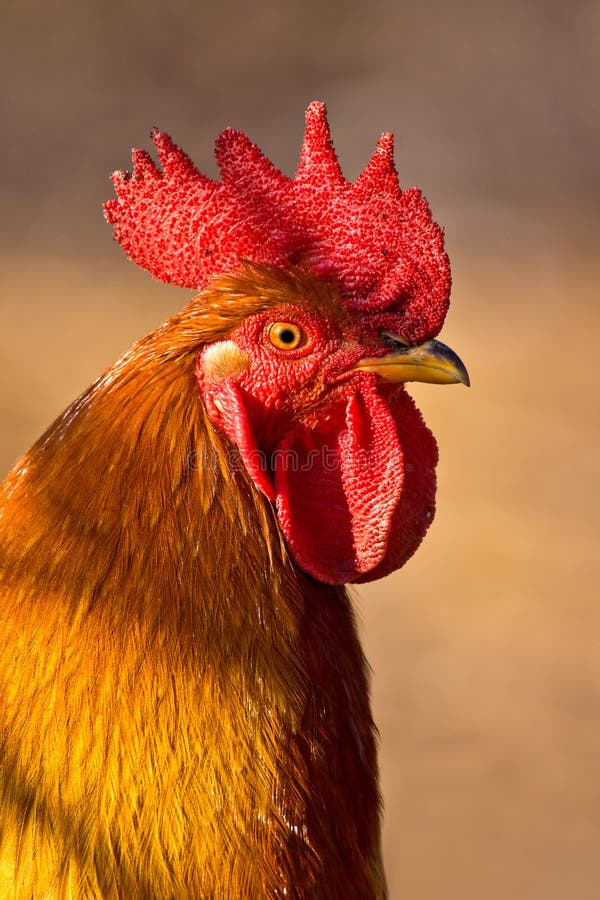 Proud Rooster Stock Photos - Download 1,365 Royalty Free Photos