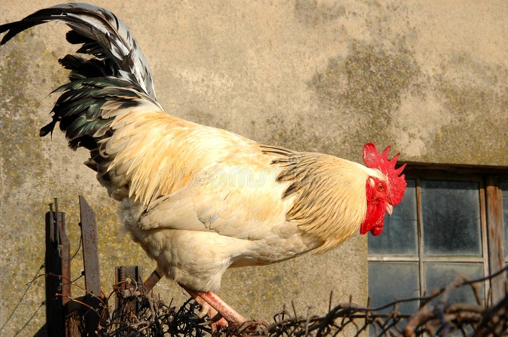Rooster stock image. Image of ecological, leader, conflict - 2300683