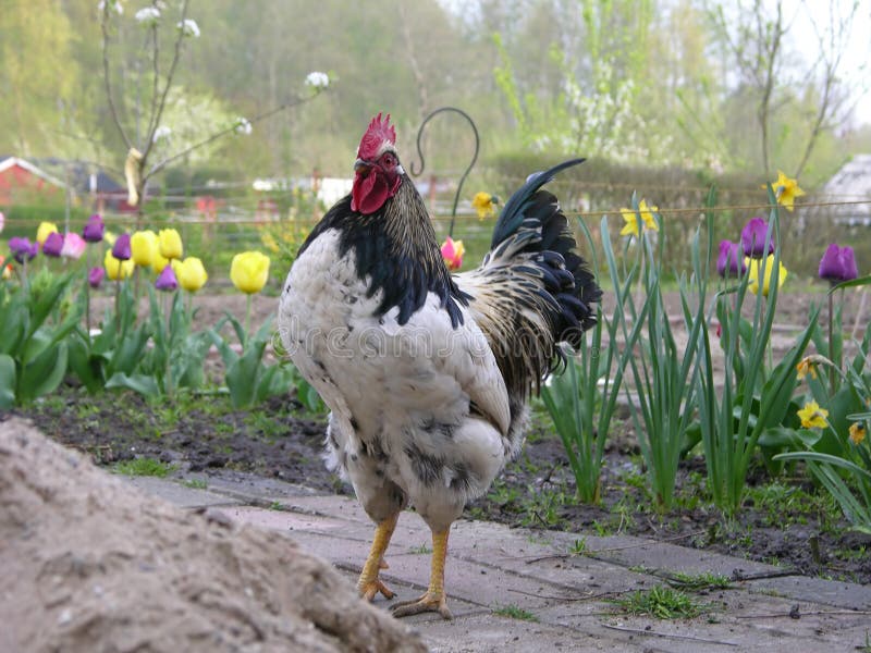 Rooster Free Stock Photos & Pictures, Rooster Royalty-Free and Public ...