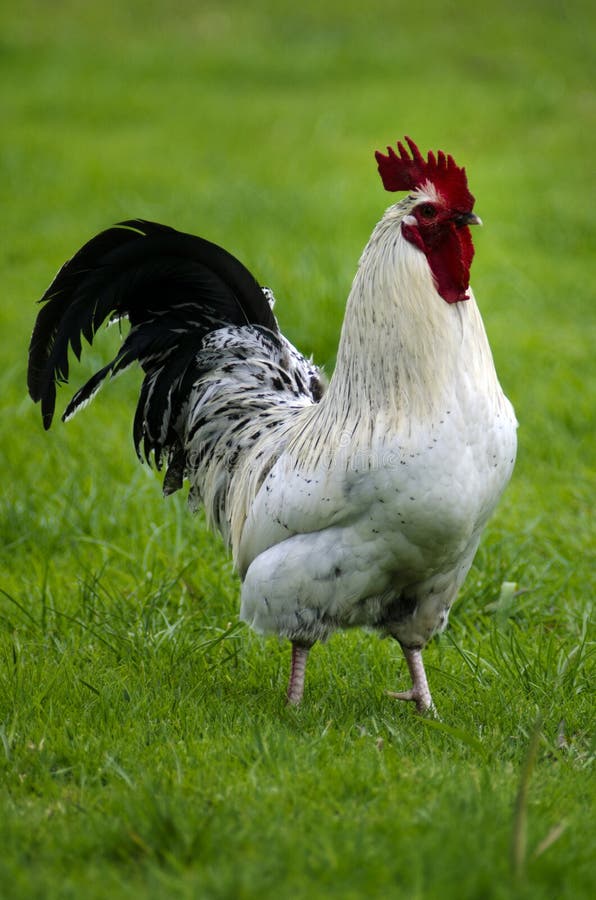Rooster stock image. Image of magnificant, plummage, cockerel - 140427