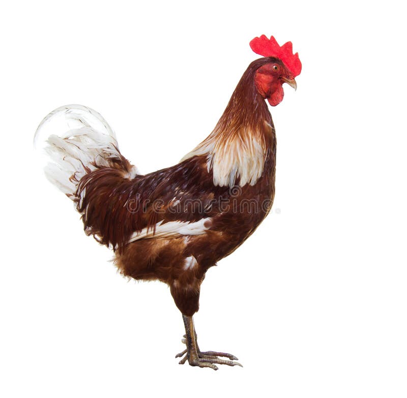 Rooster stock photo. Image of morning, landscape, smiling - 21334500