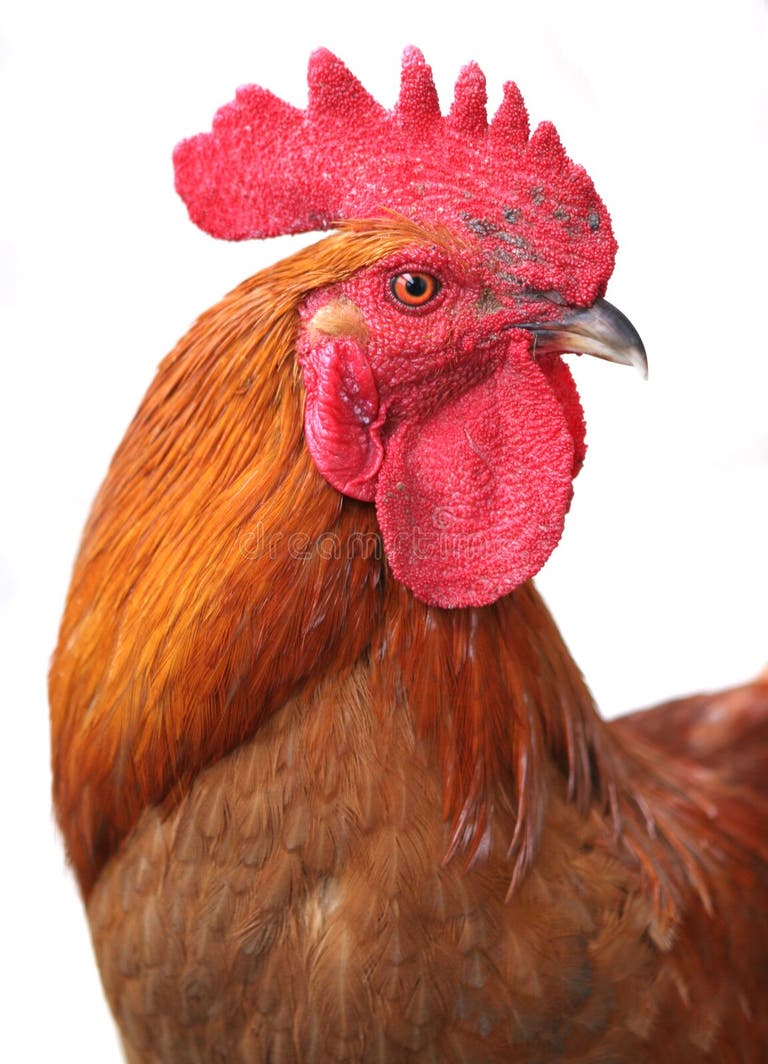 1,765 Rooster Crow Stock Photos - Free & Royalty-Free Stock Photos from ...