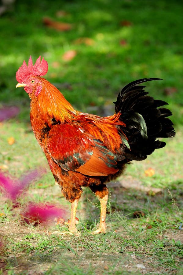 Chanticleer rooster stock image. Image of bill, brown - 10450017