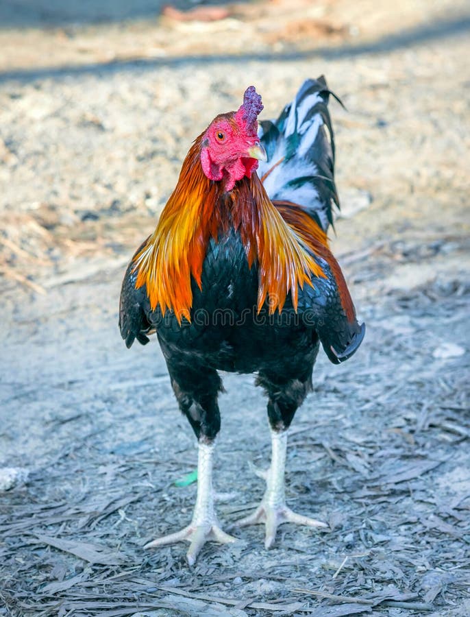 Proud Rooster stock photo. Image of adult, poultry, colours - 15669528