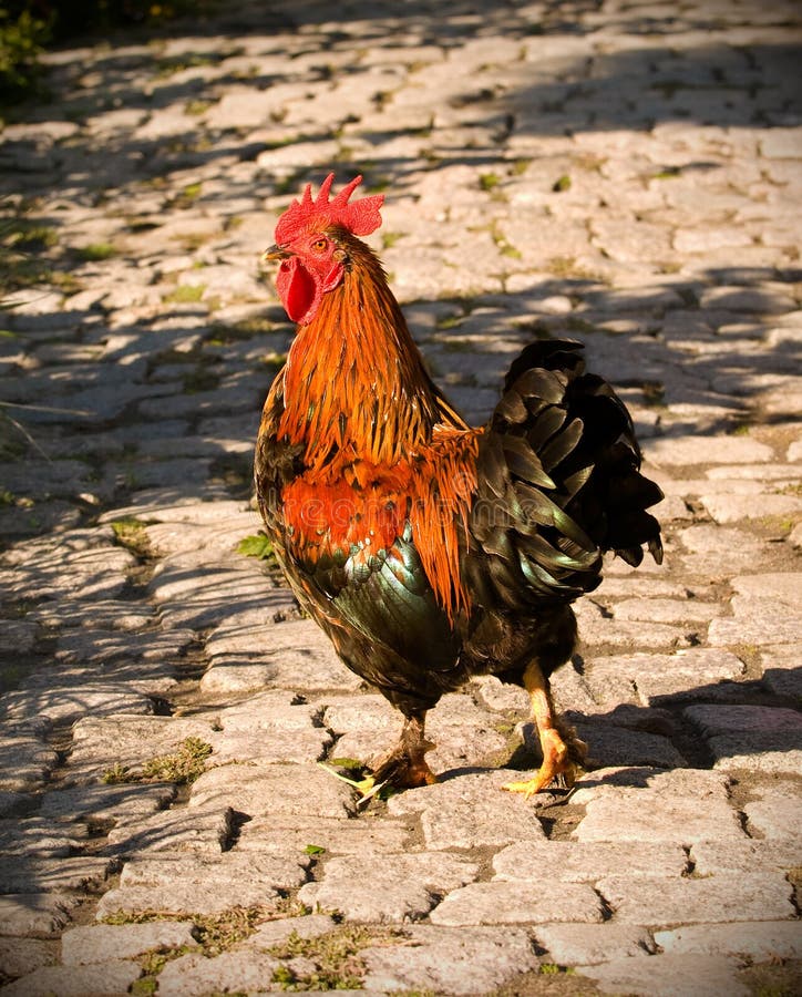 Rooster stock photo. Image of farming, fowl, beak, corn - 28841284
