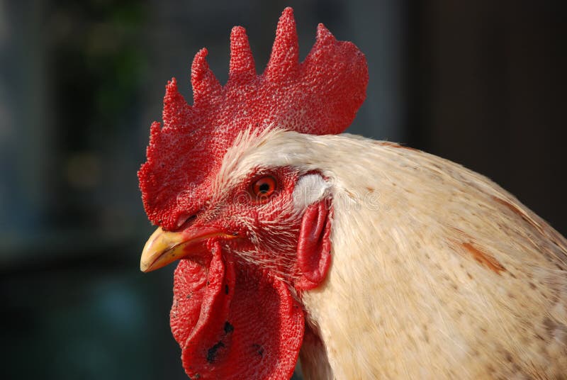 Rooster Free Stock Photos & Pictures, Rooster Royalty-Free and Public ...