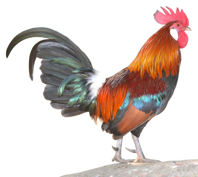 74,087 Rooster Stock Photos - Free & Royalty-Free Stock Photos from ...
