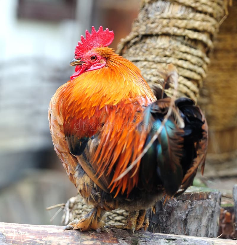 Rooster stock image. Image of colorful, wandering, feather - 54778629