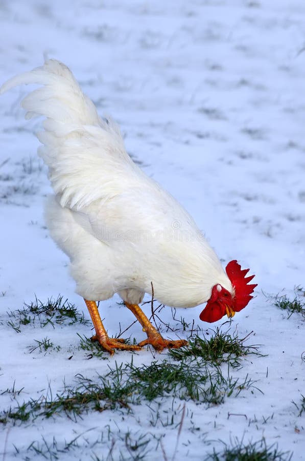 Crowing Rooster of Old Resistant Breed Hedemora from Sweden on Snow in ...
