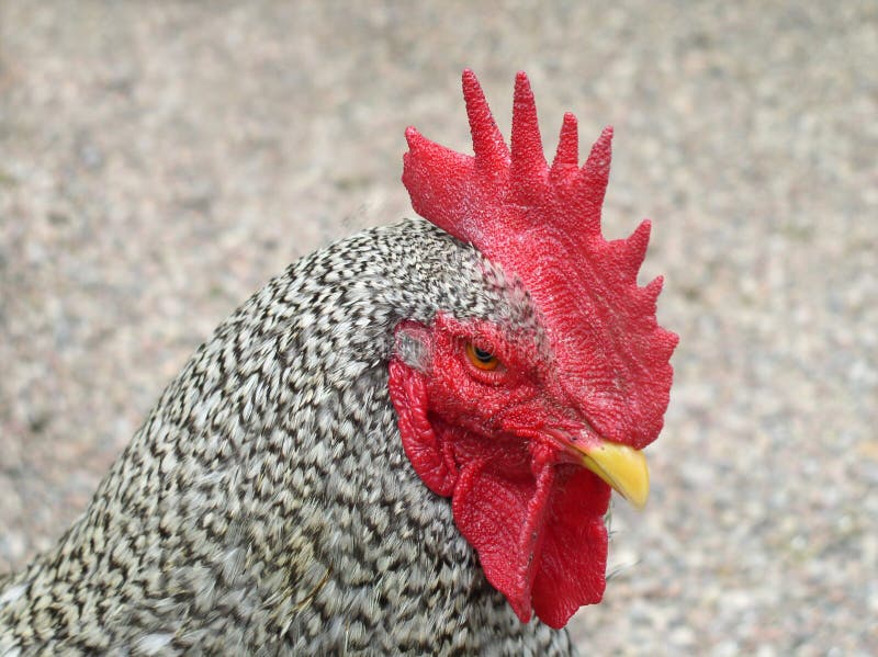 Rooster stock photo. Image of peck, crown, mean, closeup - 302674